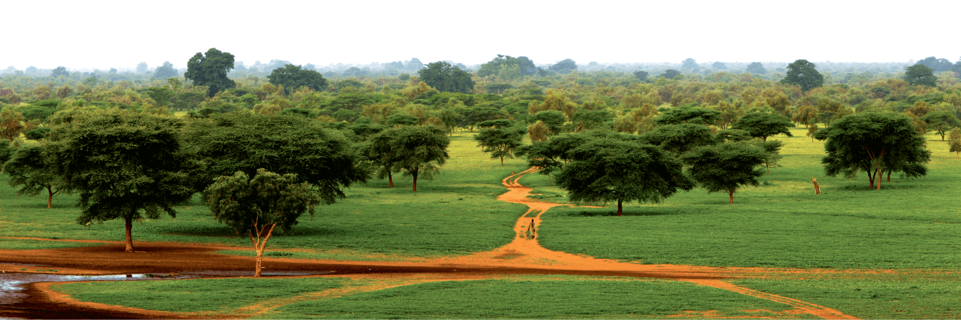The Great Green Wall: trees to halt the desert | Klorane Botanical ...