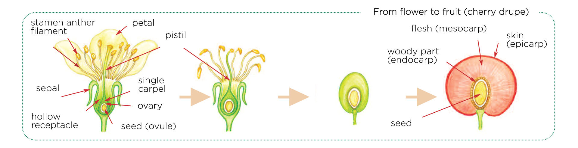 From flower to fruit | Klorane Botanical Foundation