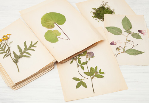 Herbarium of the budding botanist | Klorane Botanical Foundation