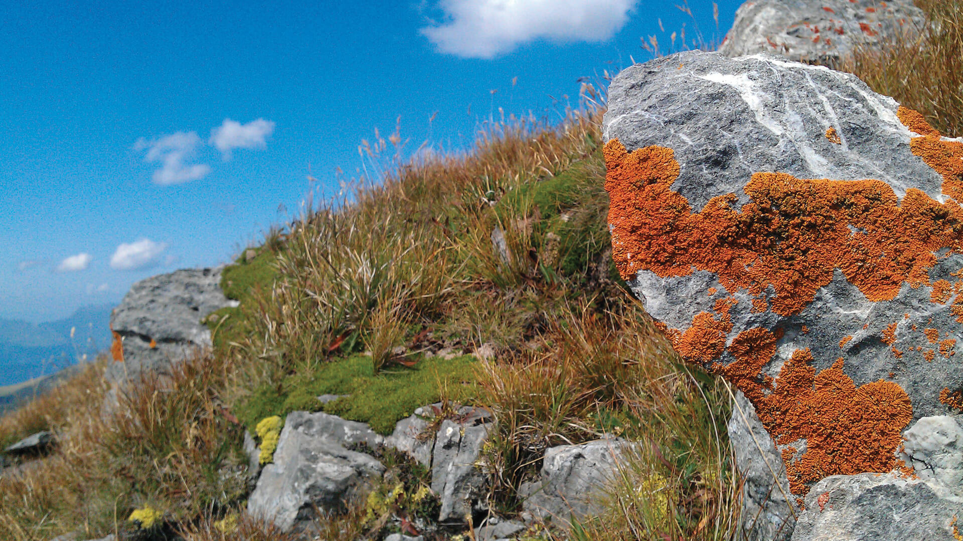 Qu'est ce qu'un lichen ? | Klorane Botanical Foundation