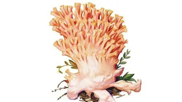 Les champignons aux formes particulières | Klorane Botanical Foundation