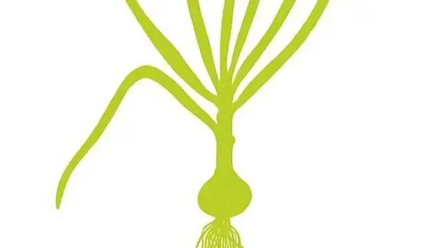 L'oignon Plantes alimentaires | Klorane Botanical Foundation