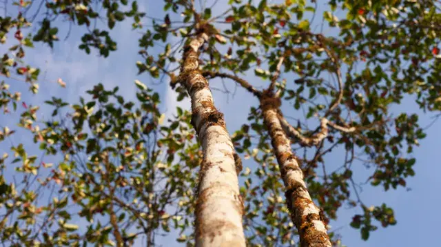 Quinquina (Cinchona succirubra) : bienfaits et usages | Klorane ...