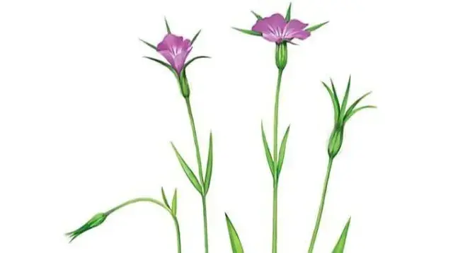 La Nielle des blés | Klorane Botanical Foundation