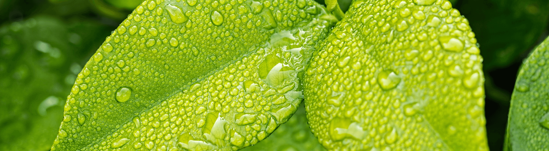 Reference sheet: leaves | Klorane Botanical Foundation