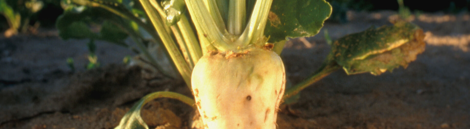 La Betterave à sucre | Klorane Botanical Foundation