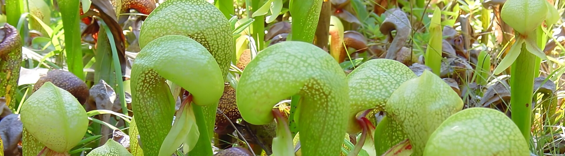 Darlingtonia californica | Klorane Botanical Foundation