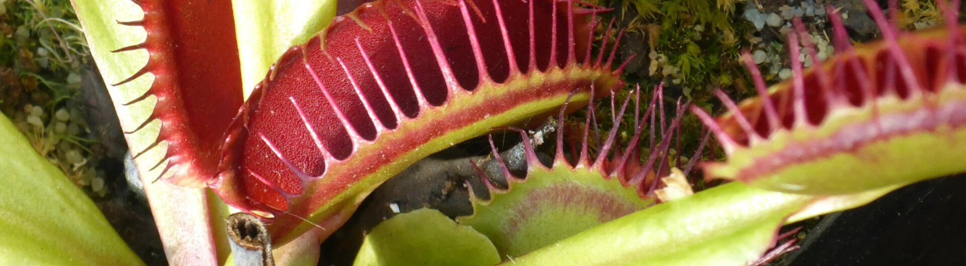 Dionaea muscipula | Klorane Botanical Foundation