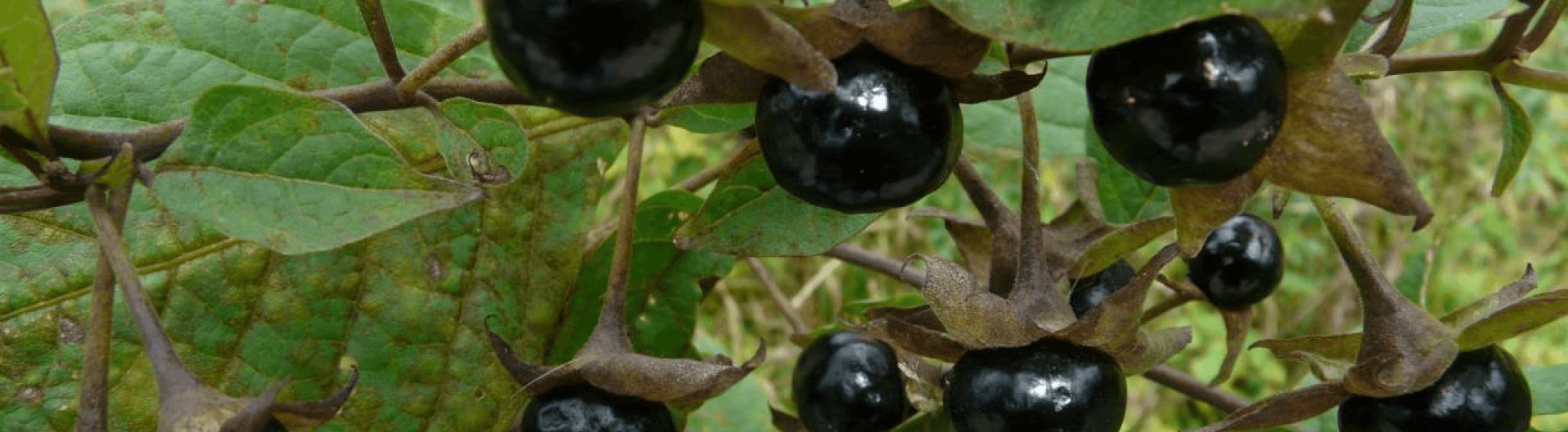 La Belladone | Klorane Botanical Foundation