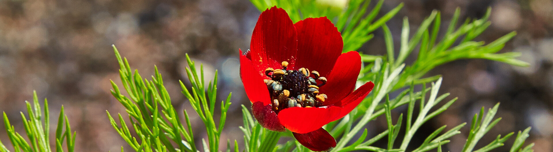 L'Adonis d’automne | Klorane Botanical Foundation