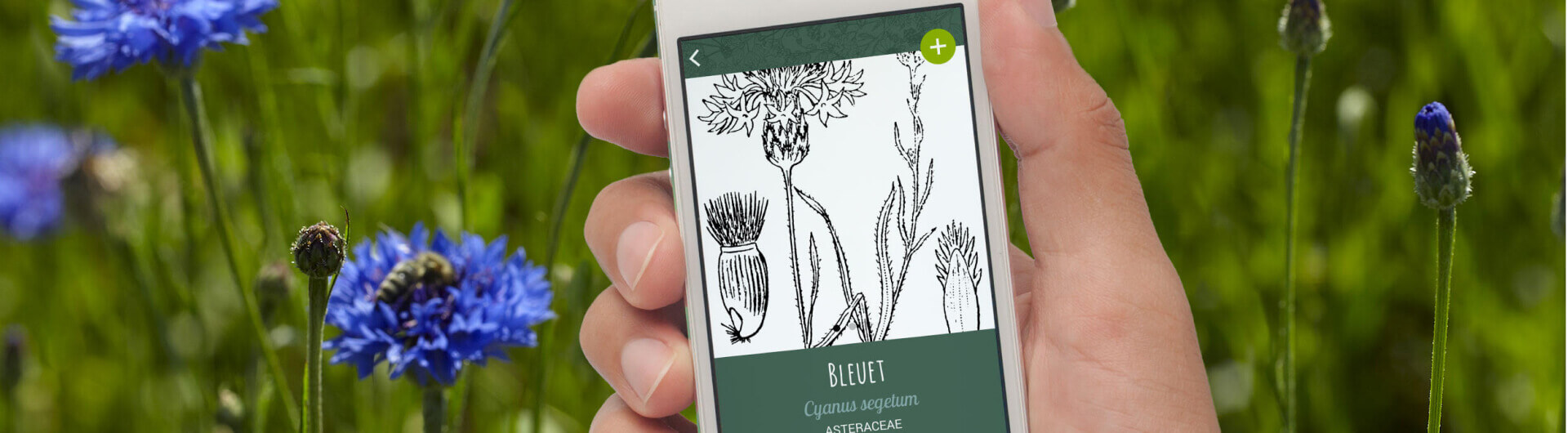 Botanical tools | Klorane Botanical Foundation