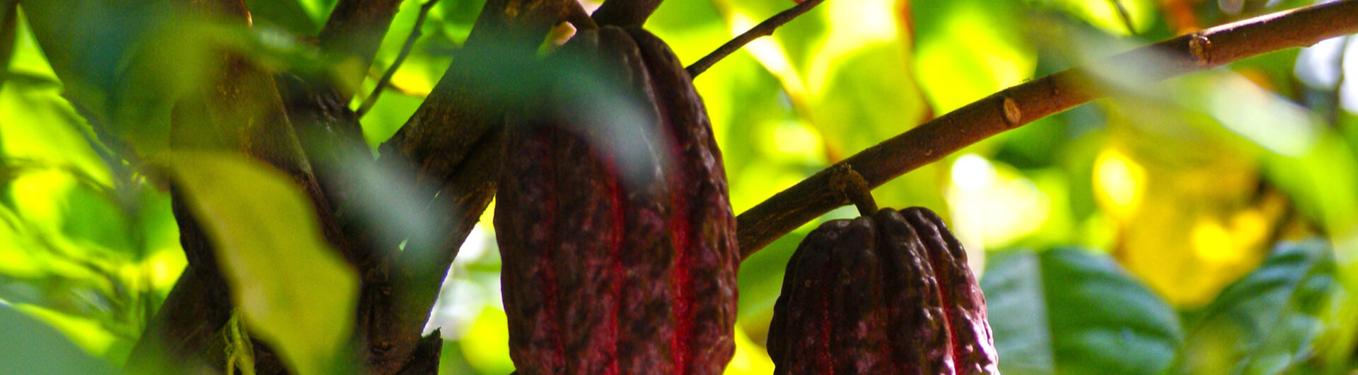 Le Cacaoyer | Klorane Botanical Foundation