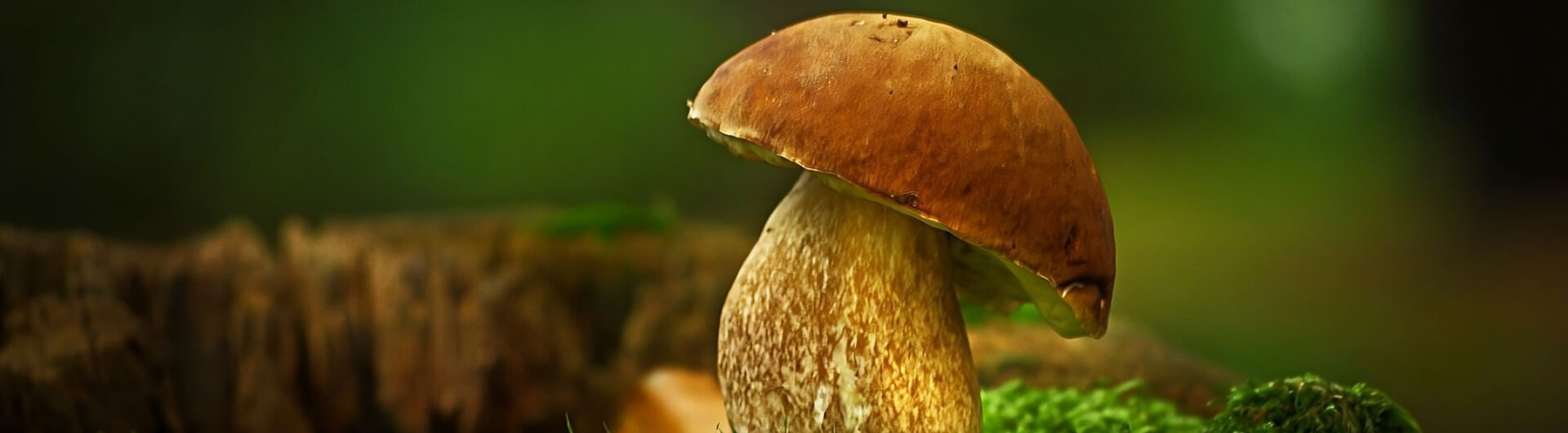 Quels sont les meilleurs champignons comestibles ? | Klorane Botanical ...