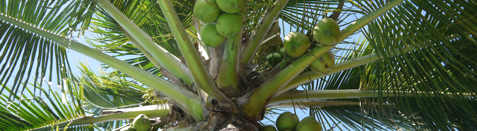 Le Cocotier | Klorane Botanical Foundation