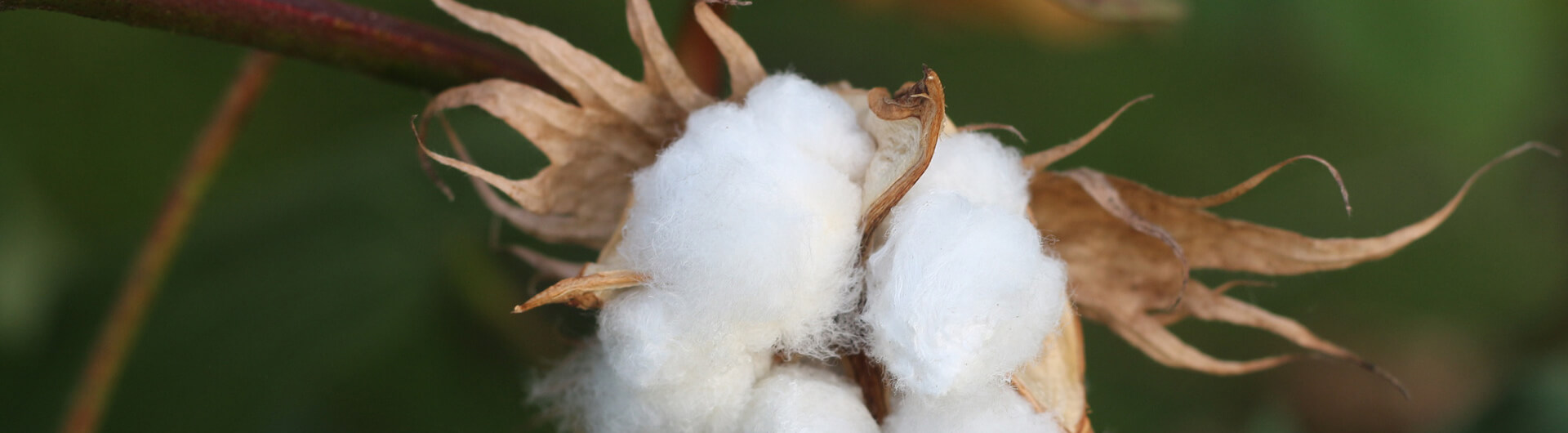 Le Cotonnier | Klorane Botanical Foundation