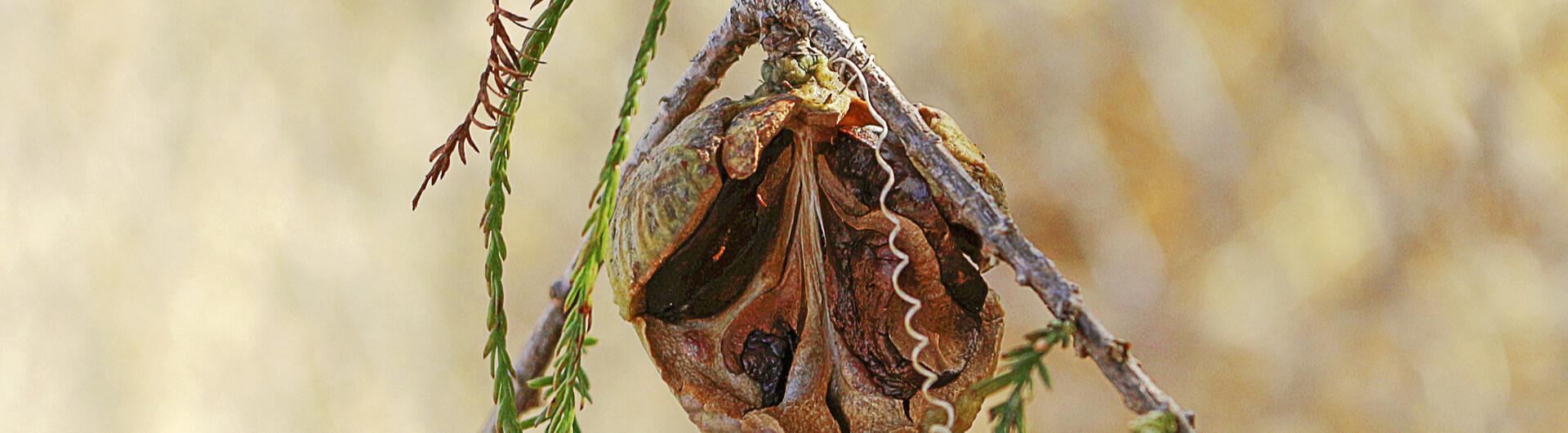 Le Cyprès chauve | Klorane Botanical Foundation