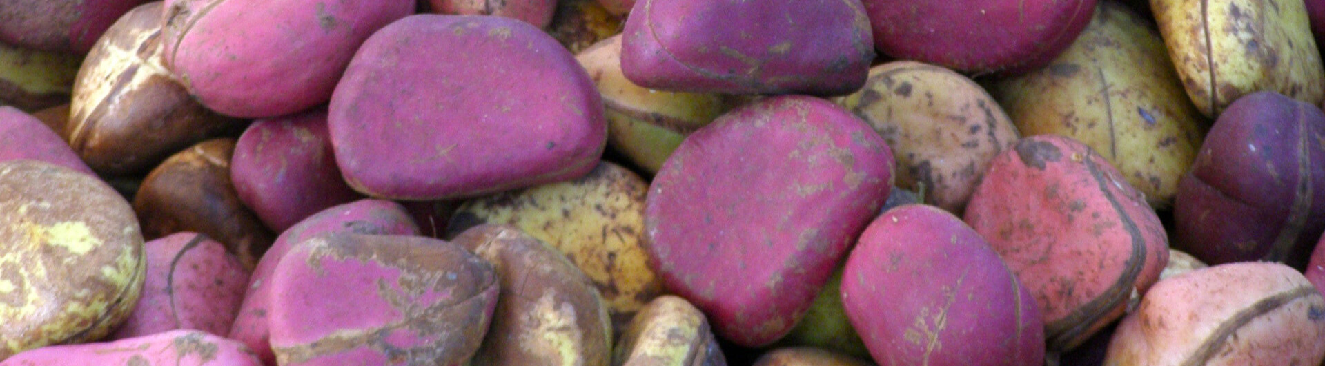 Le Kolatier | Klorane Botanical Foundation