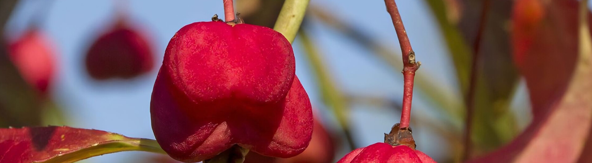 Le Fusain d’europe | Klorane Botanical Foundation