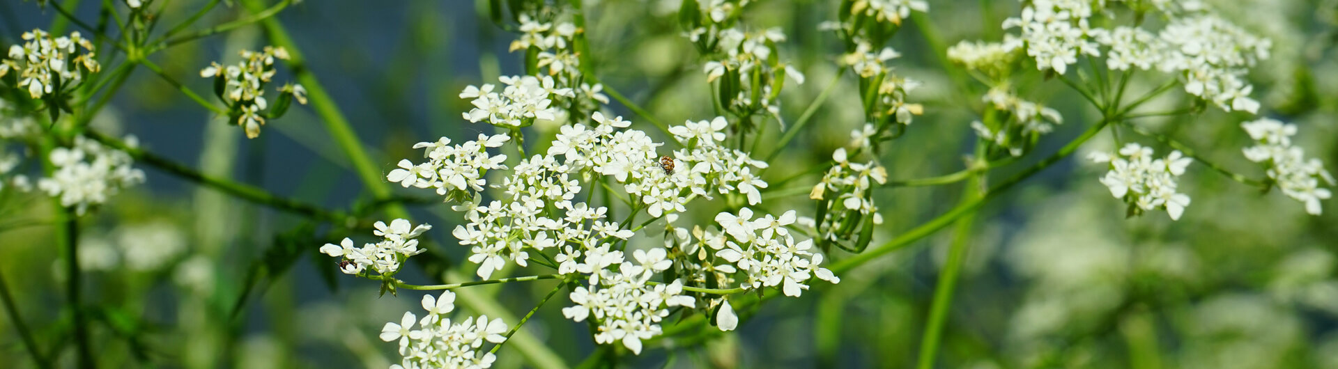 La Grande Ciguë | Klorane Botanical Foundation
