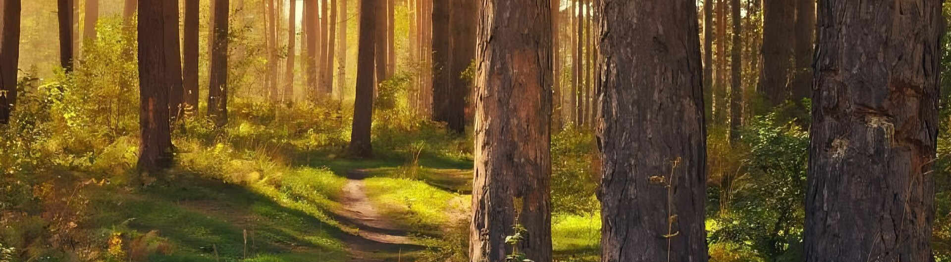 L'identification des arbres : la clé de détermination | Klorane ...