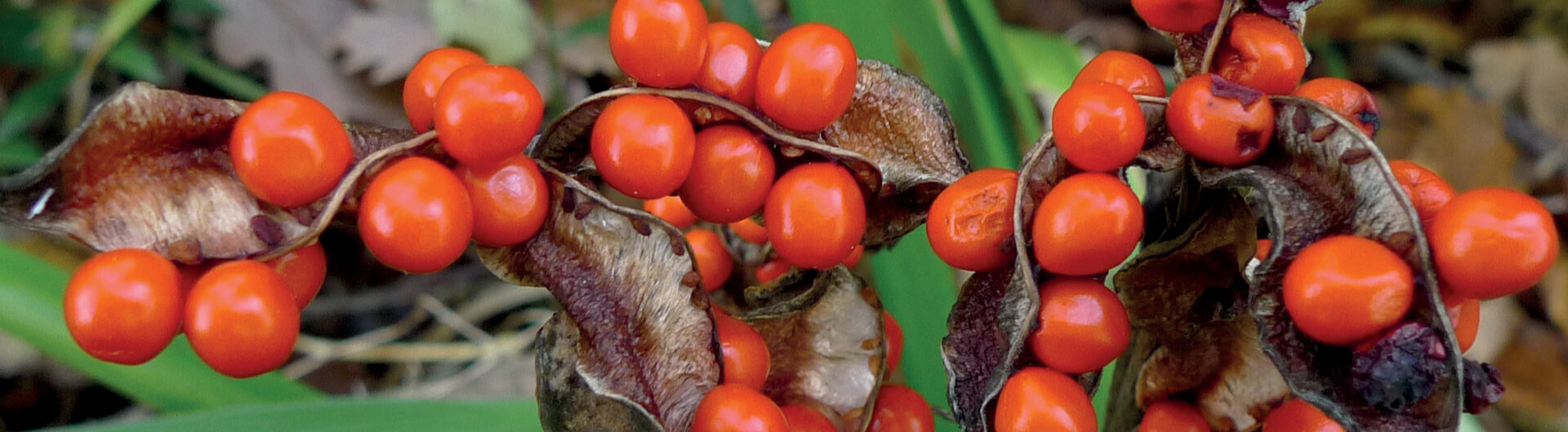 L'Iris fétide | Klorane Botanical Foundation