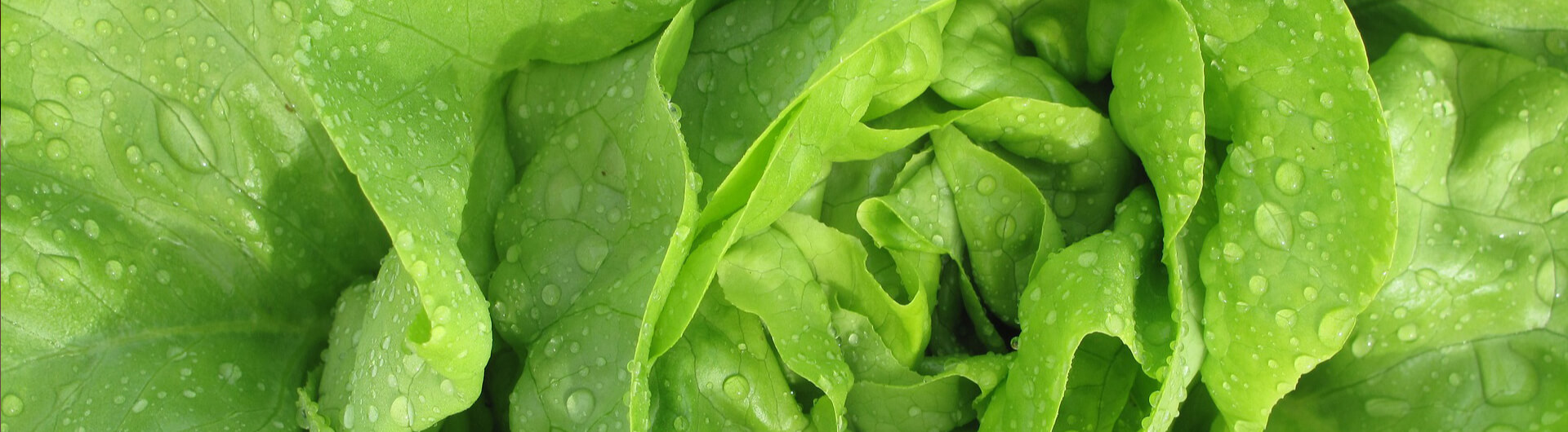 La Laitue cultivée | Klorane Botanical Foundation