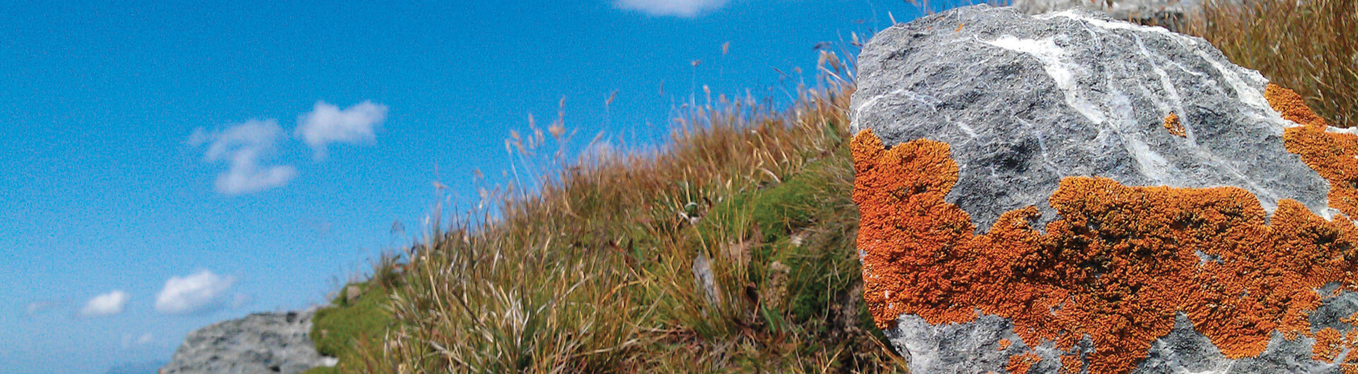 Les champignons et les lichens | Klorane Botanical Foundation