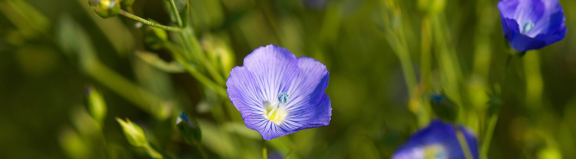 Le Lin textile | Klorane Botanical Foundation