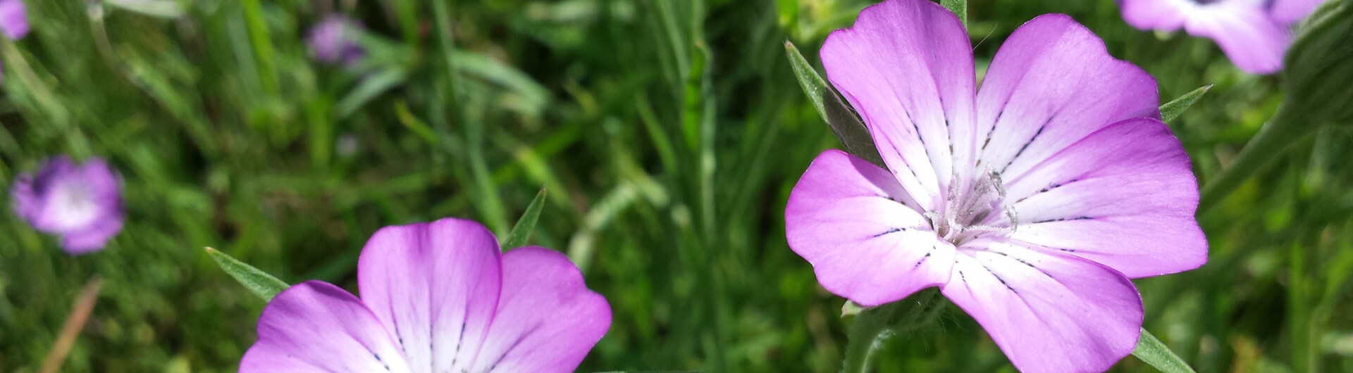 La Nielle des blés | Klorane Botanical Foundation
