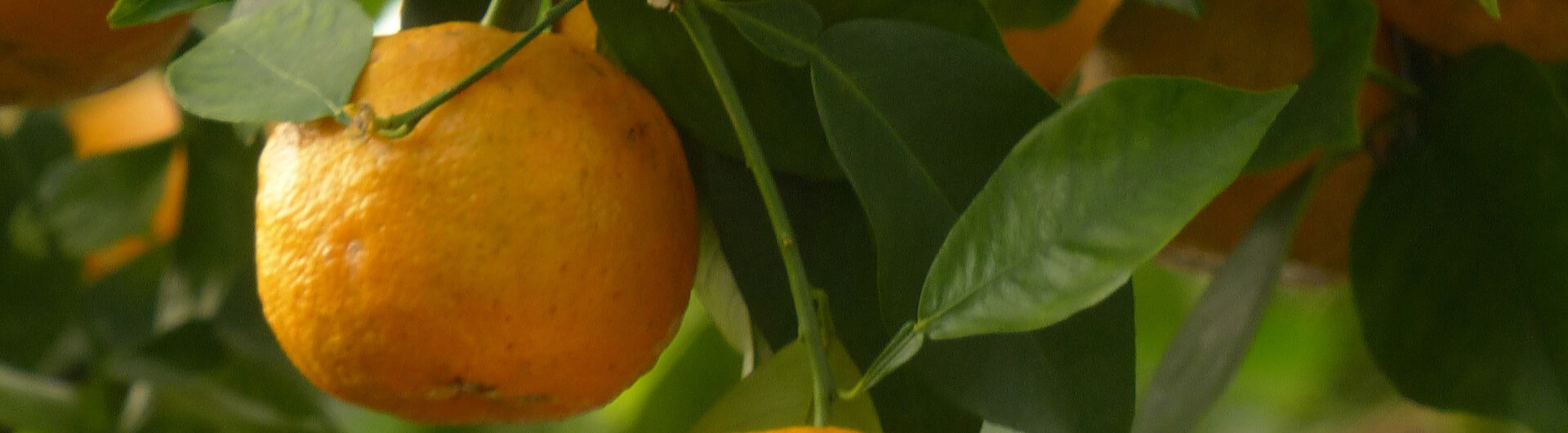 L’Oranger amer ou Bigaradier | Klorane Botanical Foundation