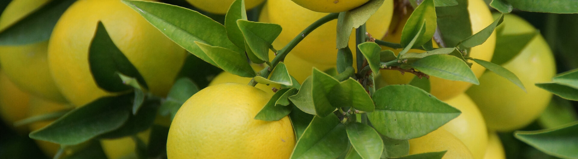 Le Pamplemoussier | Klorane Botanical Foundation