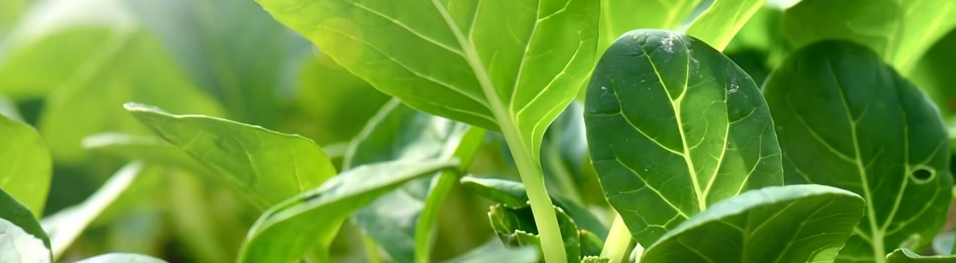 Photosynthesis | Klorane Botanical Foundation