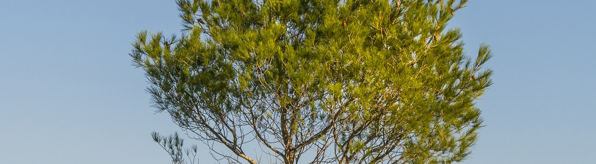 Le Pin d’Alep | Klorane Botanical Foundation