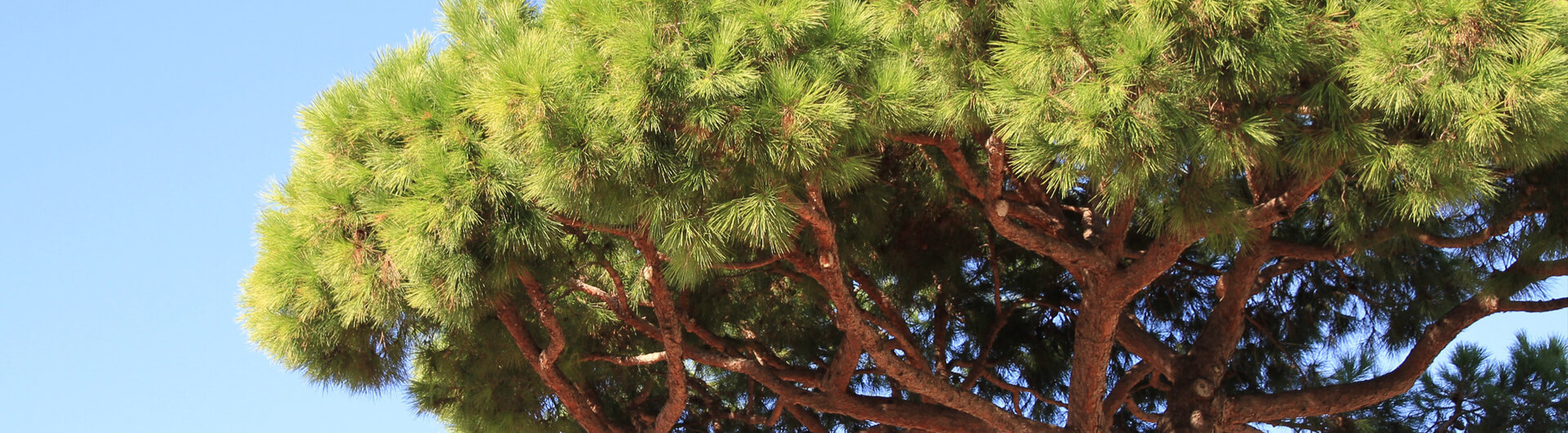 Le Pin parasol ou Pin pignon | Klorane Botanical Foundation