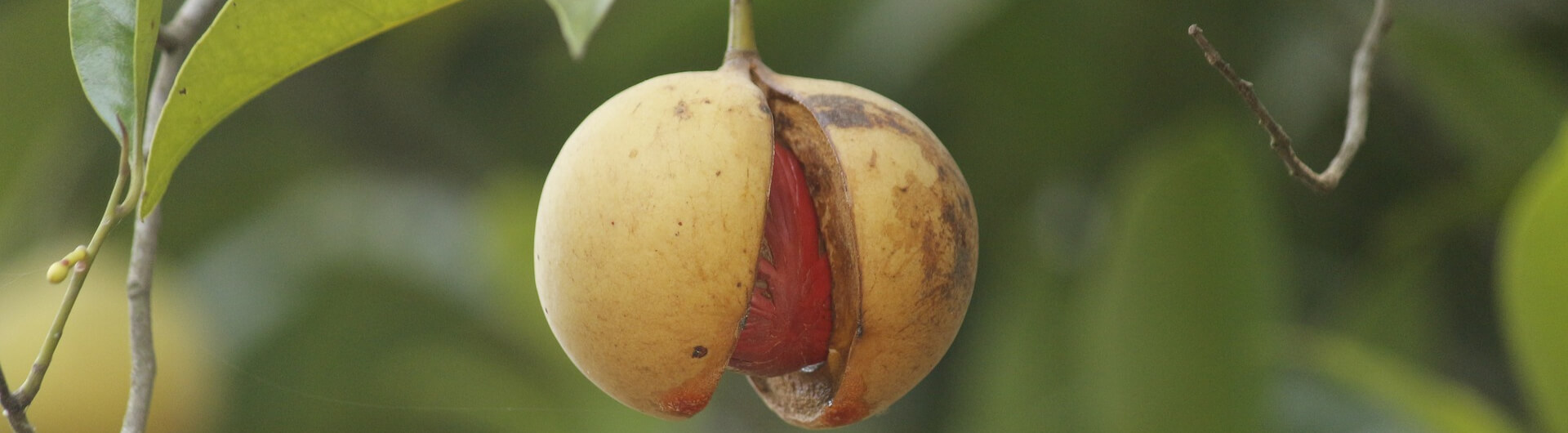 La Noix de muscade | Klorane Botanical Foundation