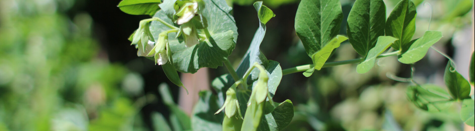 Le Pois cultivé | Klorane Botanical Foundation