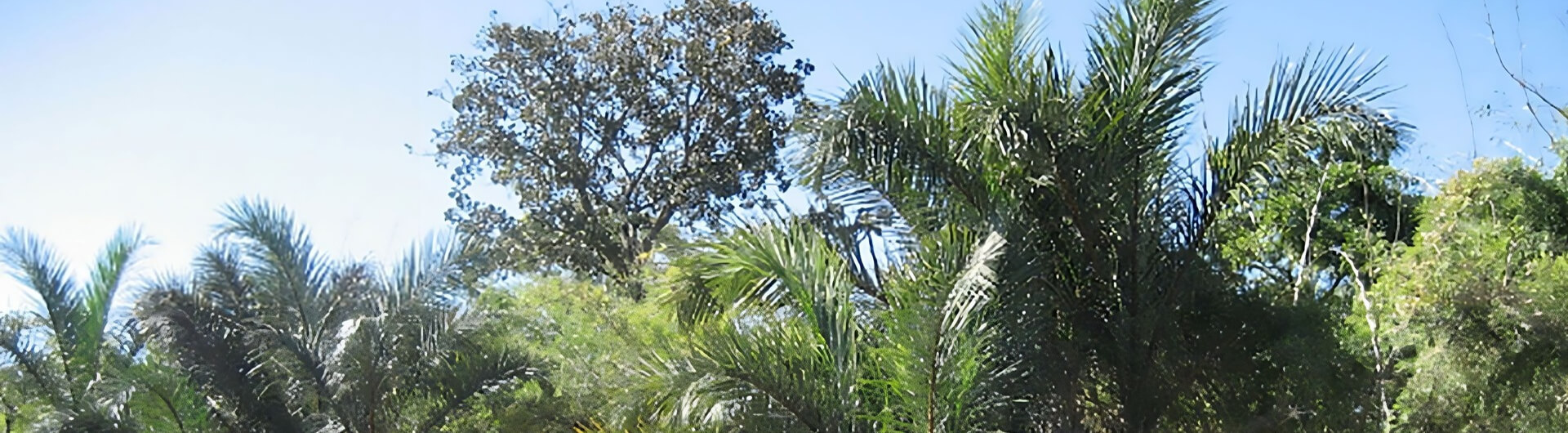 Le Raphia | Klorane Botanical Foundation