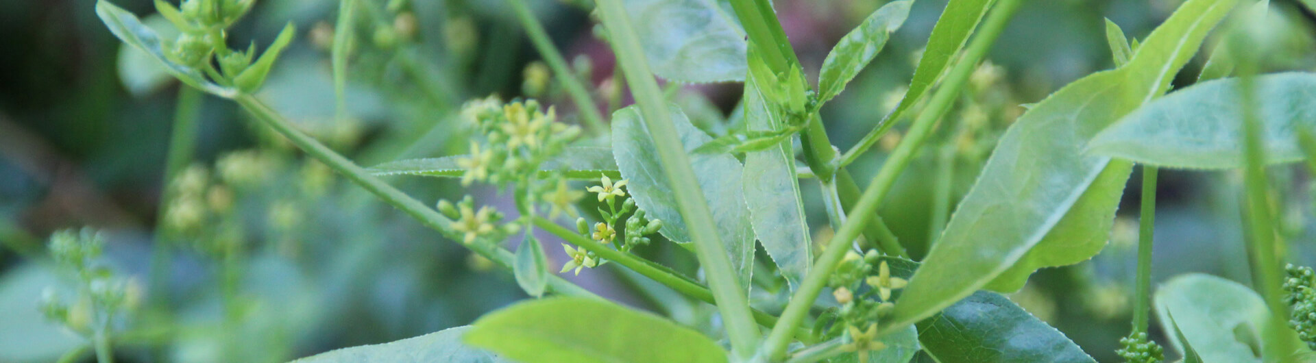 La Garance des teinturiers | Klorane Botanical Foundation
