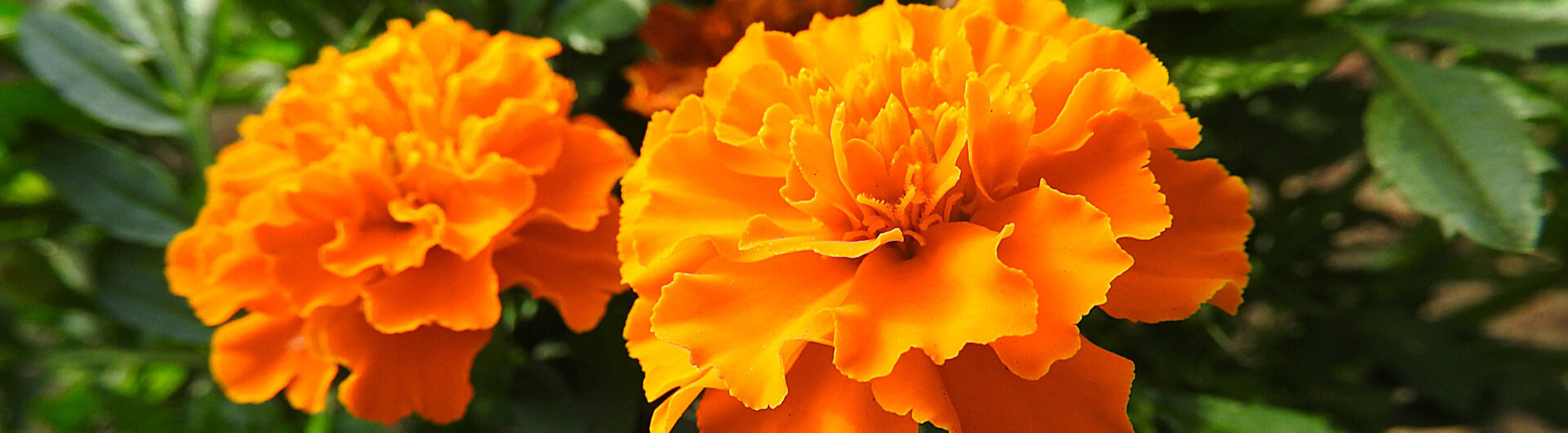 Le Tagète | Klorane Botanical Foundation