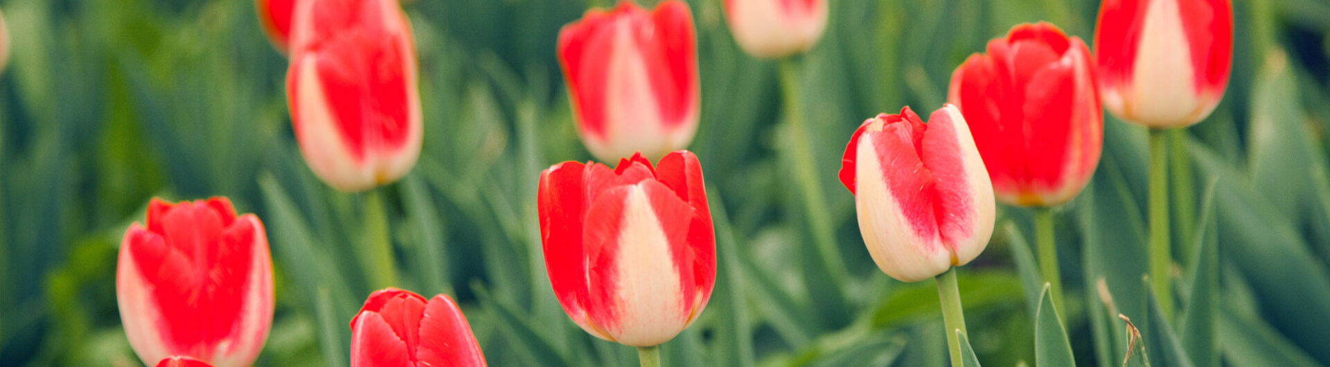 La Tulipe | Klorane Botanical Foundation