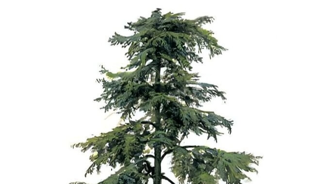 Le Cèdre de l'Atlas | Klorane Botanical Foundation