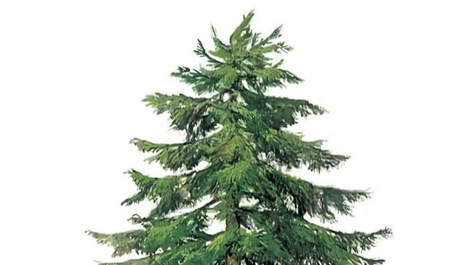 Le Cèdre de l'Himalaya | Klorane Botanical Foundation