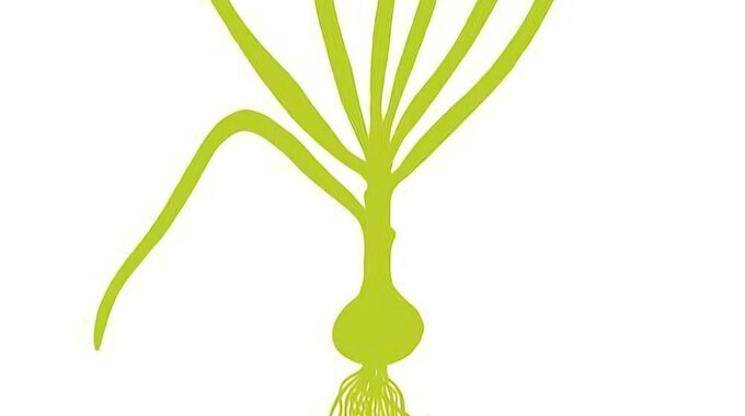 L'oignon | Klorane Botanical Foundation