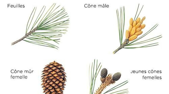 Le Pin d’Alep | Klorane Botanical Foundation